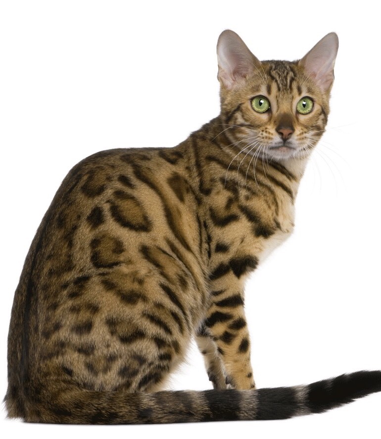 Cat breeds Flashcards | Memorang