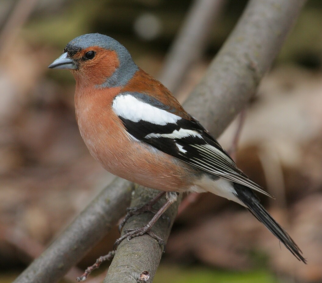 Moscow region birds Flashcards | Memorang