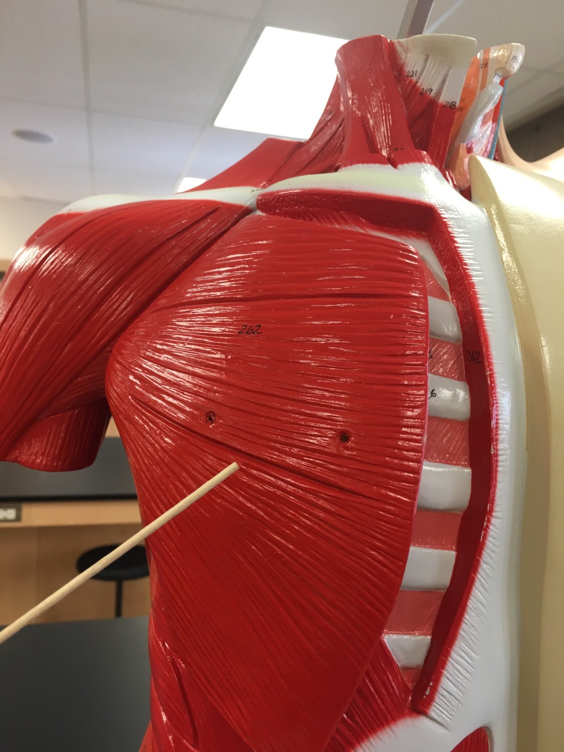 Muscles of the torso Flashcards | Memorang