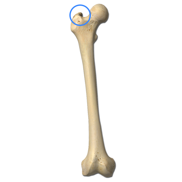 Bone Markings Location Flashcards | Memorang