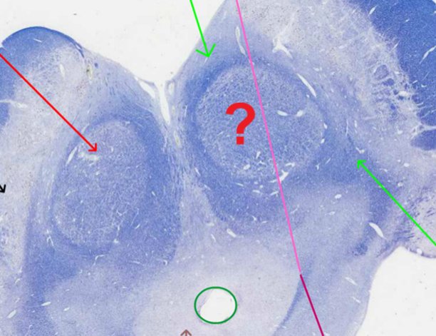 Histology practice Flashcards | Memorang