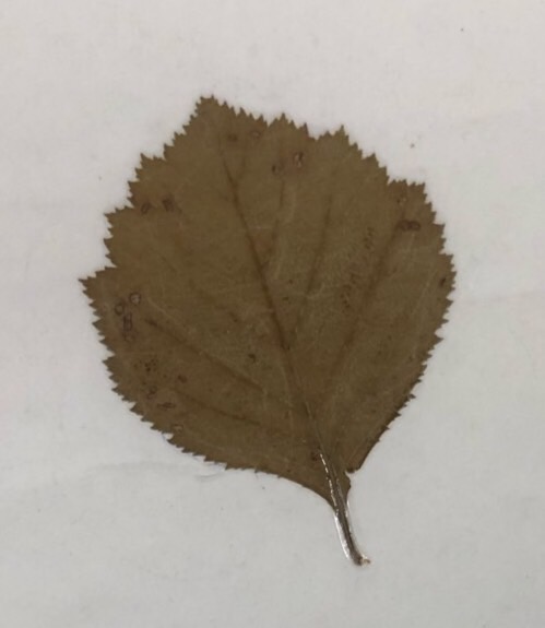 Leaf test Flashcards | Memorang