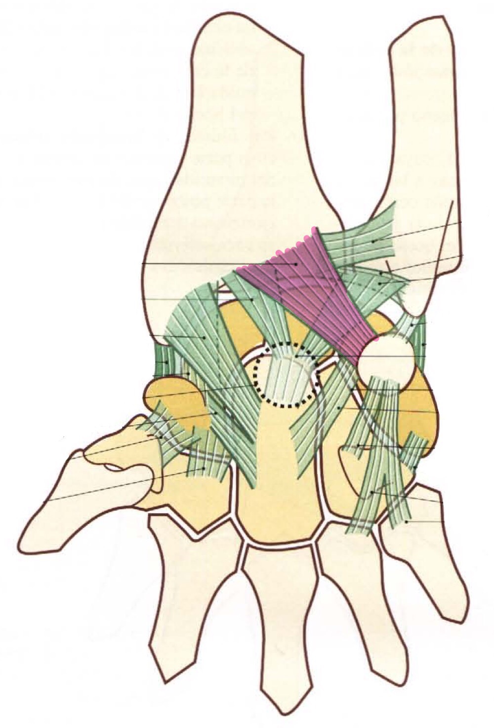 LIGAMENTOS DE LA MANO Flashcards | Memorang