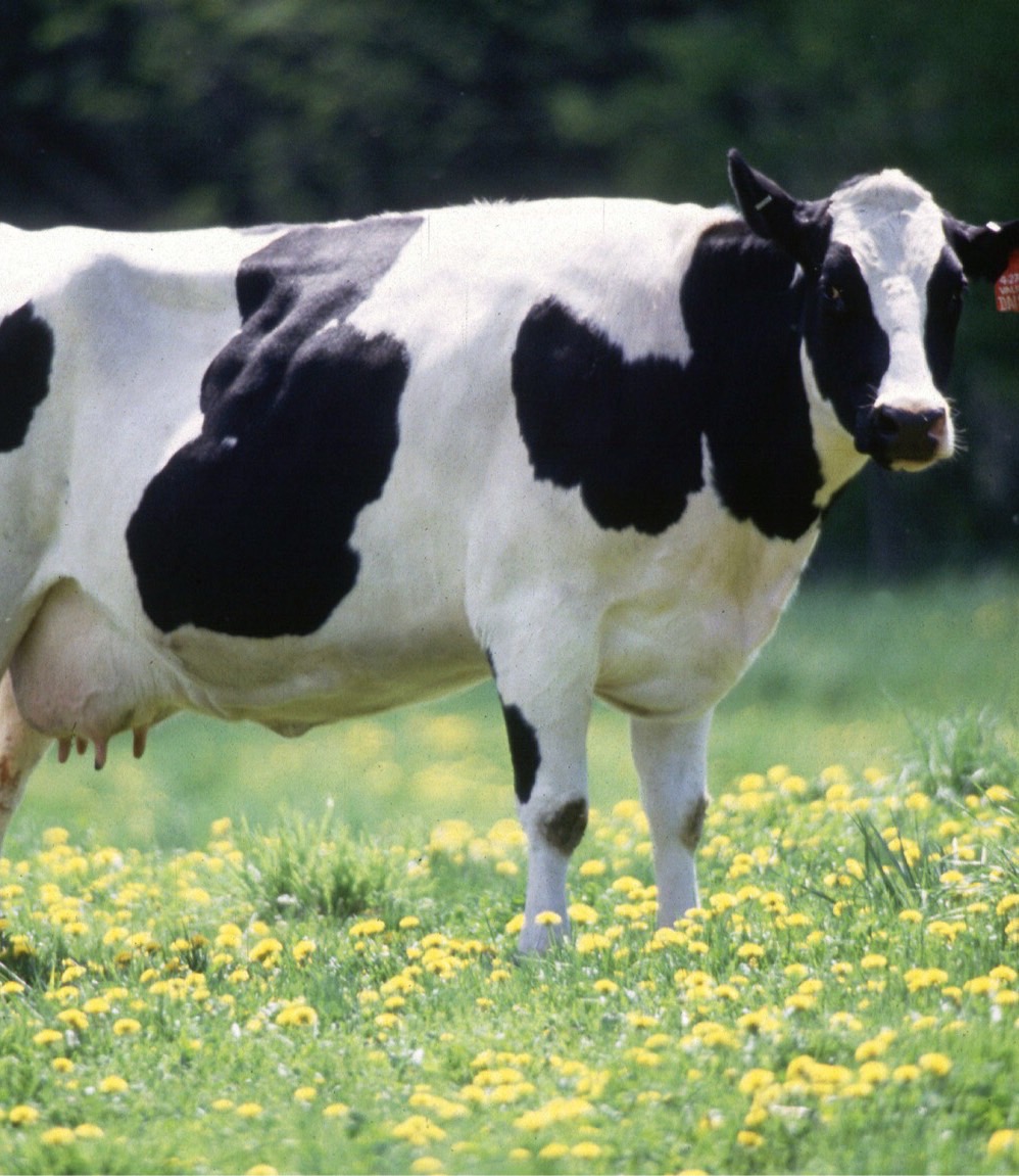 Cow Breeds Flashcards | Memorang