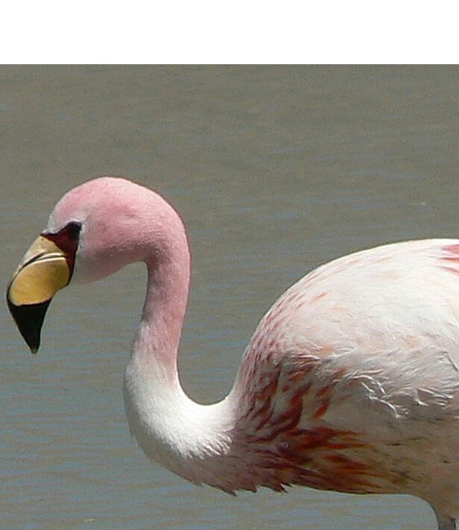 Types Of Bird Bills Flashcards | Memorang