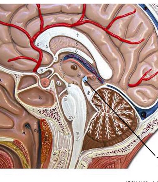 Brain models Flashcards | Memorang