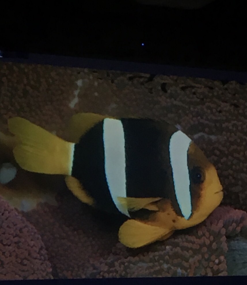 Clownfish ID Flashcards | Memorang