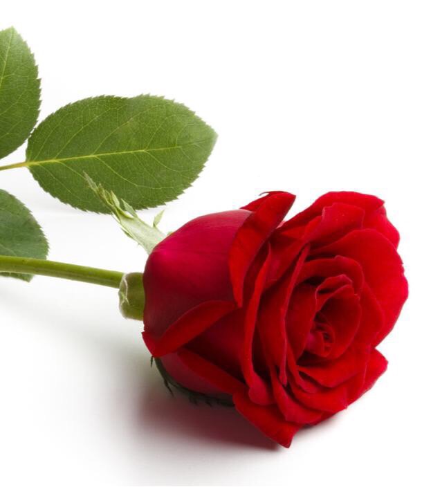 Flower Flashcards | Memorang