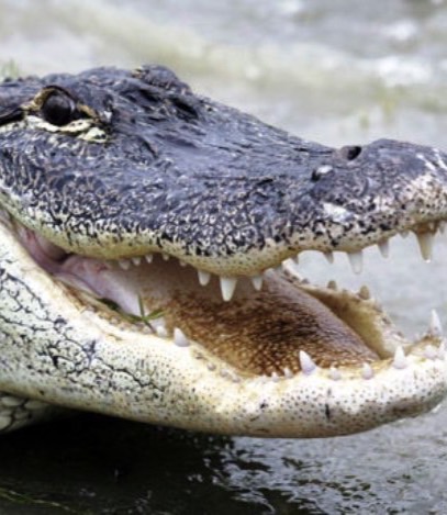 Reptiles 101 Flashcards | Memorang