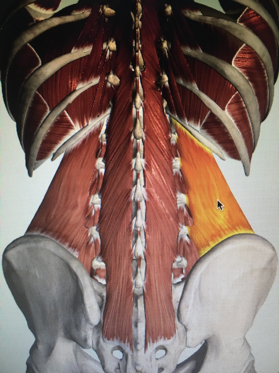 Muscles Flashcards | Memorang