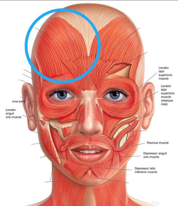 Facial Muscles Flashcards | Memorang