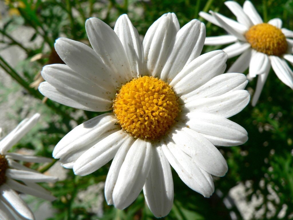 Flowers Flashcards | Memorang
