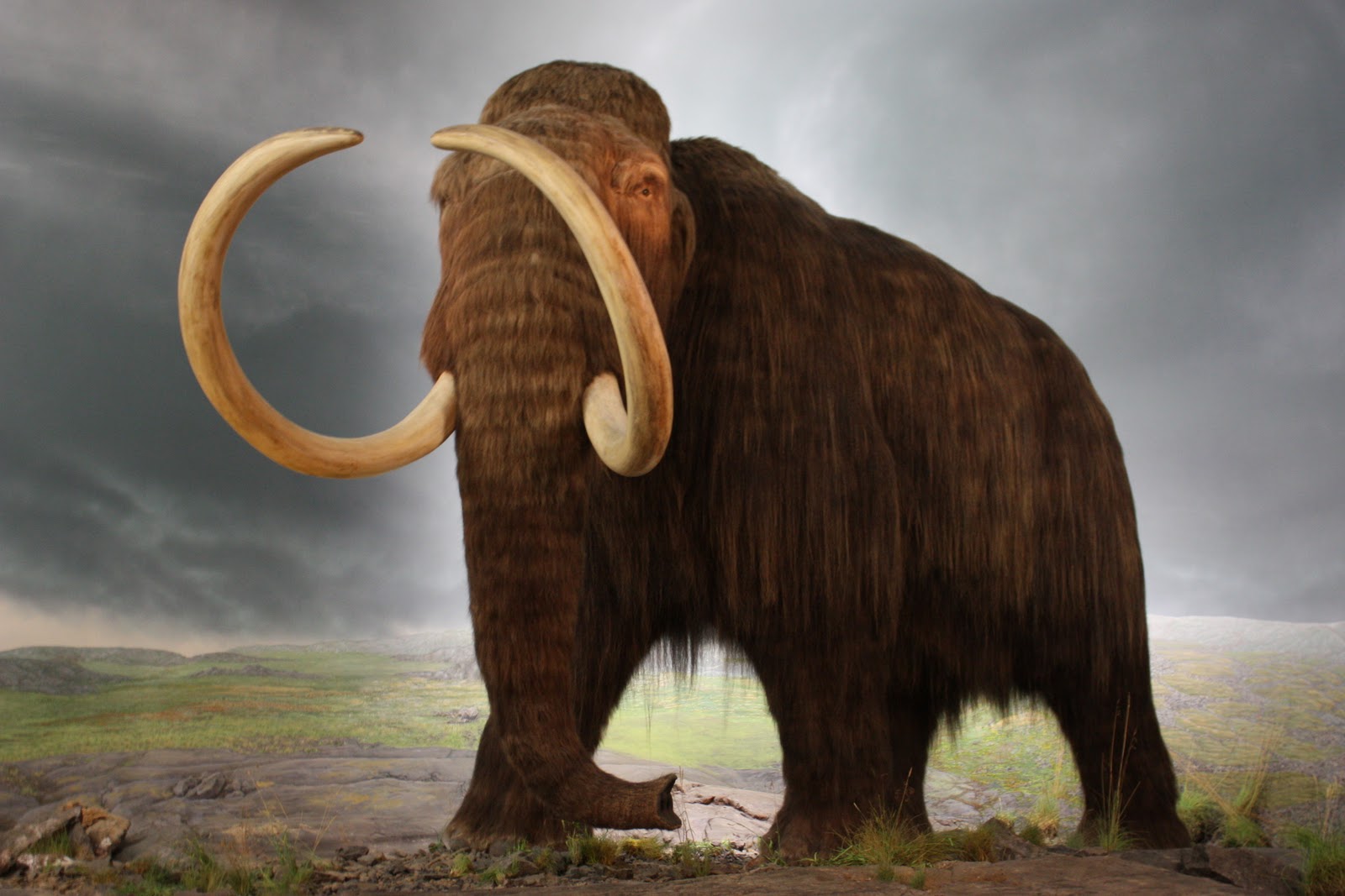 wooly mammoth Flashcards | Memorang