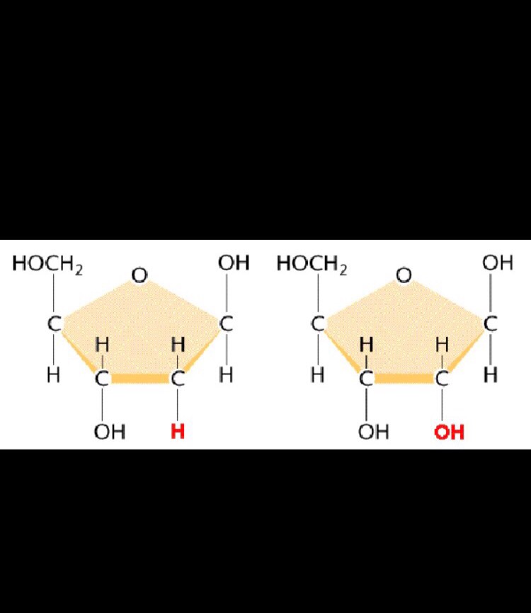 Macromolecules structures Flashcards | Memorang