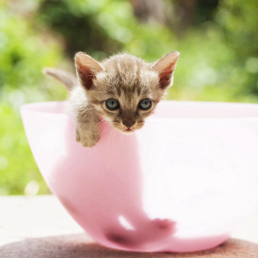 Random stuff Flashcards | Memorang