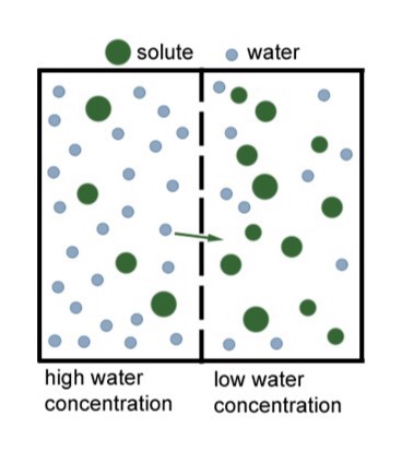 IGCSE Biology Chapter 8 Flashcards | Memorang