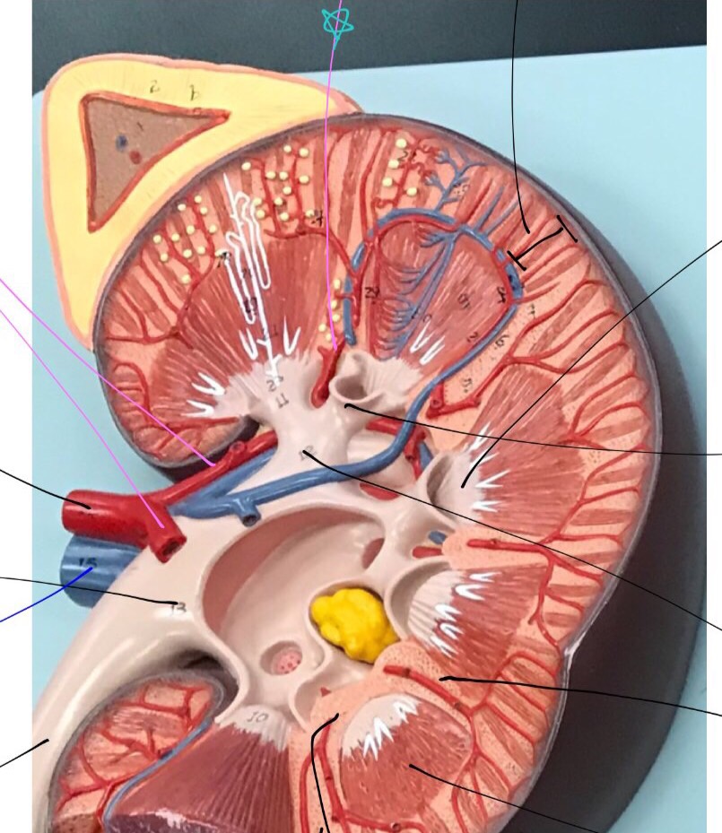 week 13 models Flashcards | Memorang
