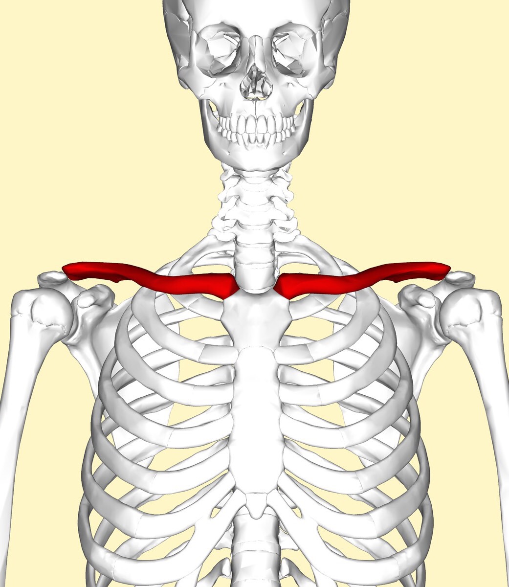 Humens skeletons Flashcards | Memorang