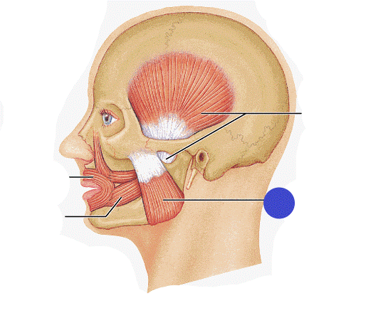Muscles & Functions Flashcards | Memorang
