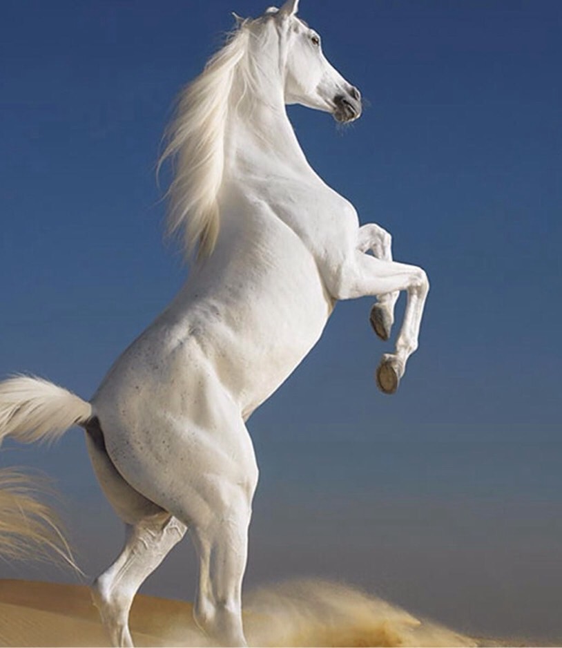 Horse coats Flashcards | Memorang