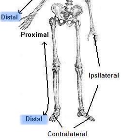 Anatomía y posiciones anatómicas. Flashcards | Memorang