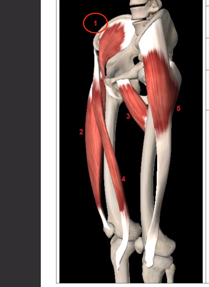 Šlaunies raumenys Flashcards | Memorang