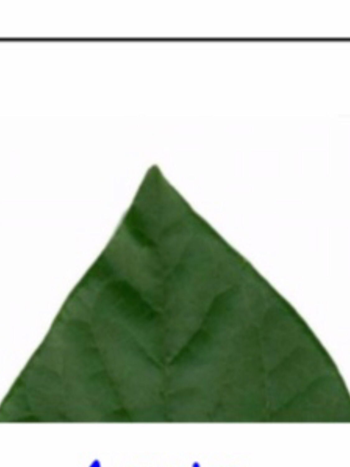 Leaf tips Flashcards | Memorang