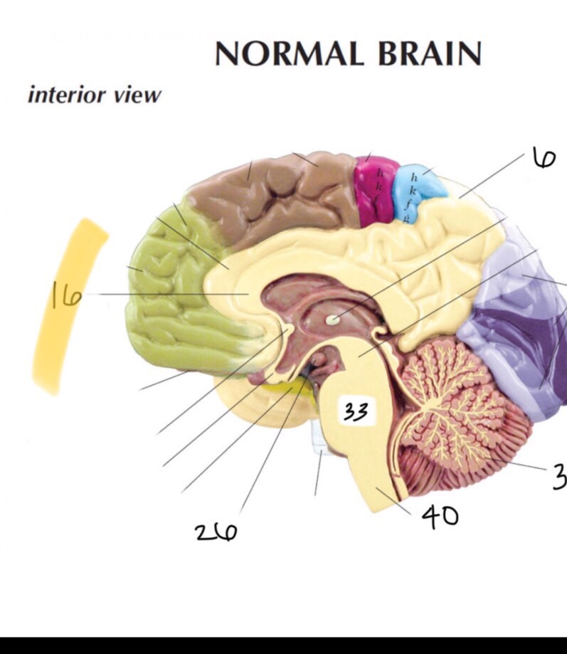 Brain Model Flashcards | Memorang