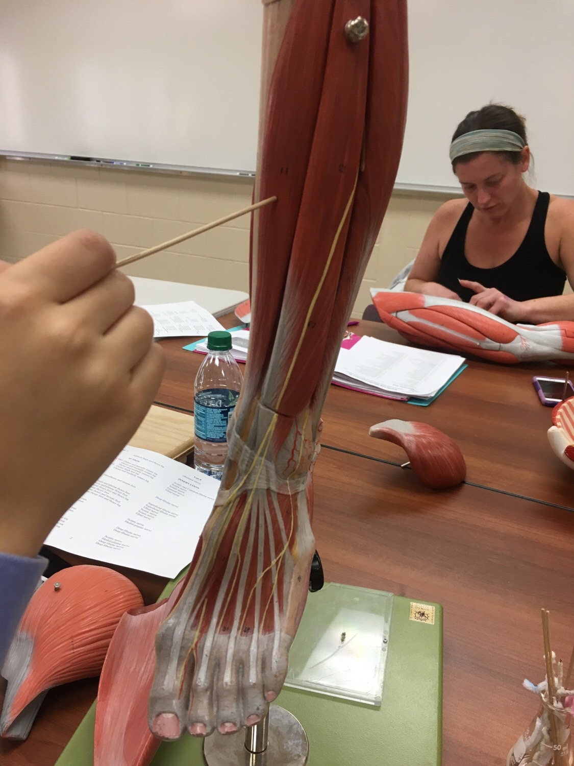 Leg Flashcards | Memorang