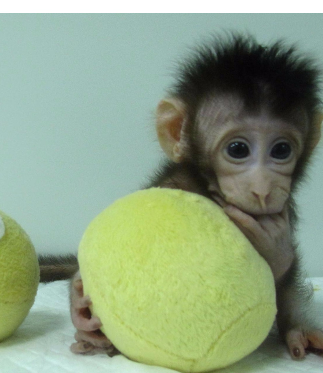 cute pie monkey Flashcards | Memorang