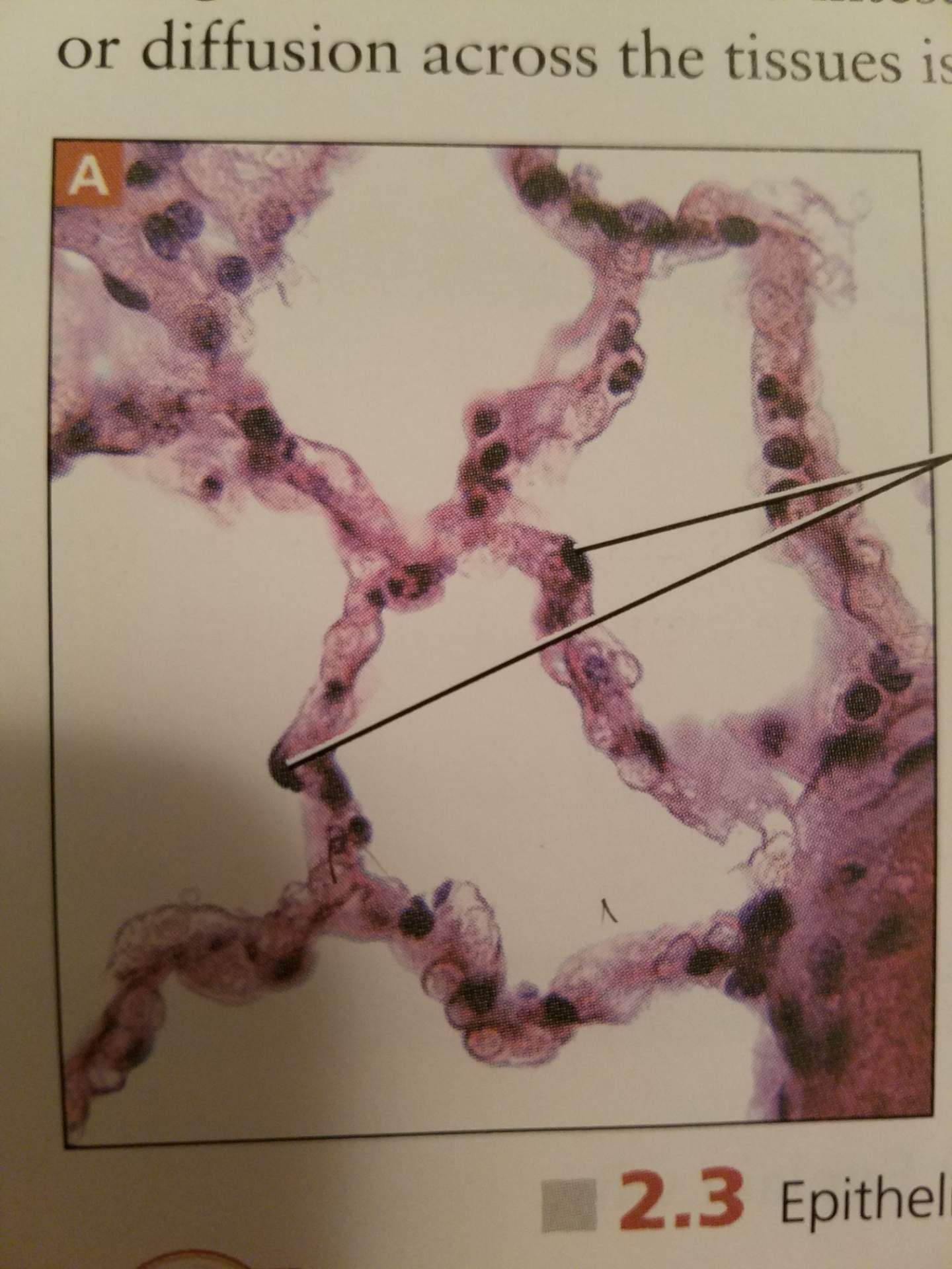 Zoology Practical Flashcards | Memorang