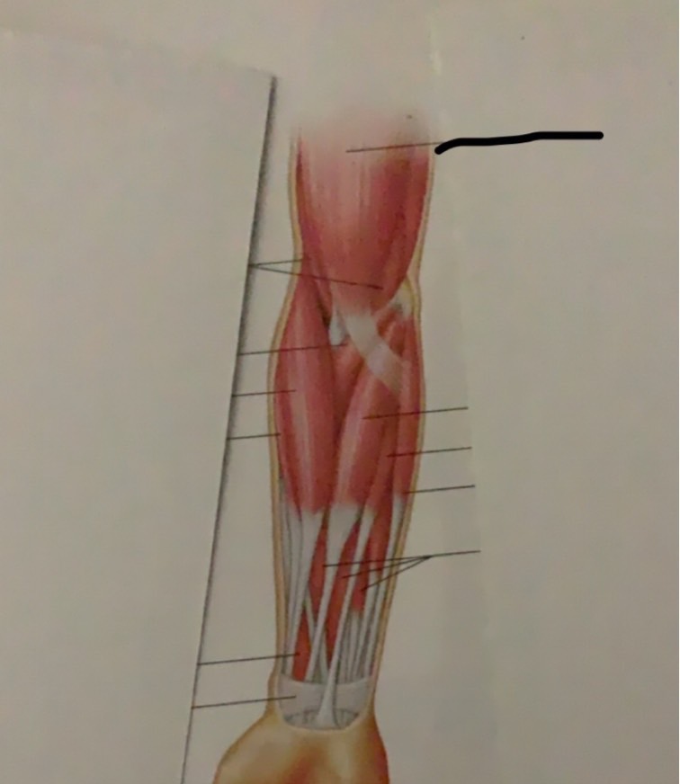 Lower arm muscles Flashcards | Memorang