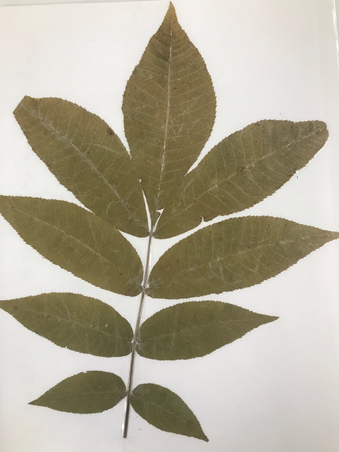 25 leaves Flashcards | Memorang