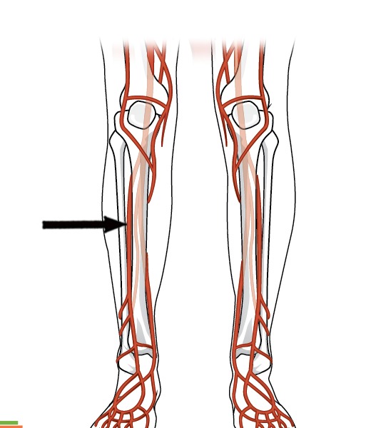 Main arteries and main veins Flashcards | Memorang
