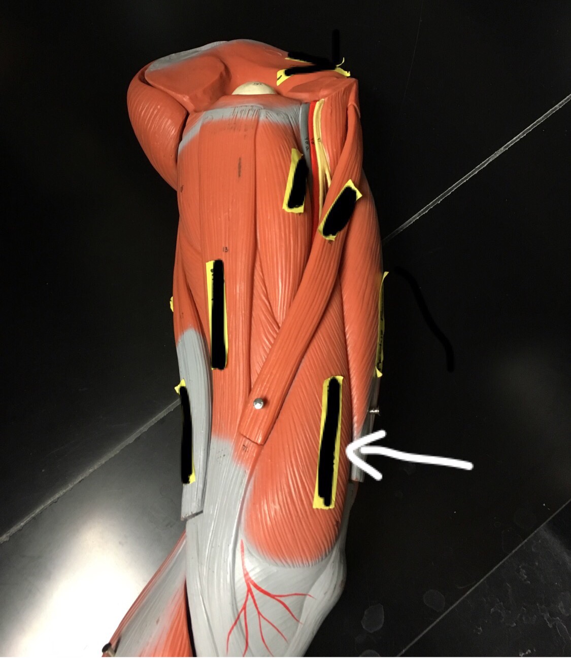 Leg muscle model Flashcards | Memorang