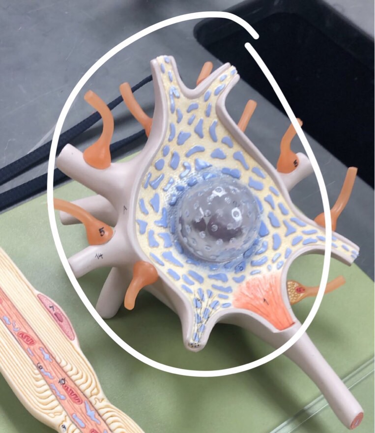 Neuron Identification Flashcards | Memorang