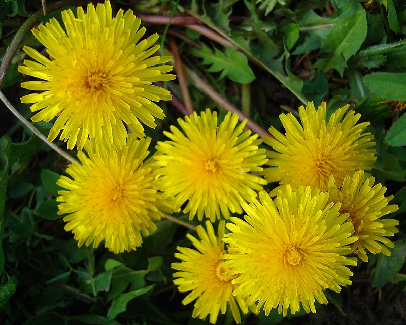 Do you know your flowers? Flashcards | Memorang