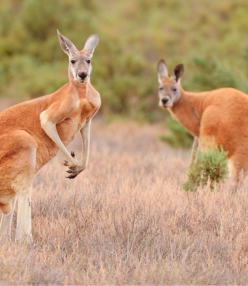 Well known animals Flashcards | Memorang